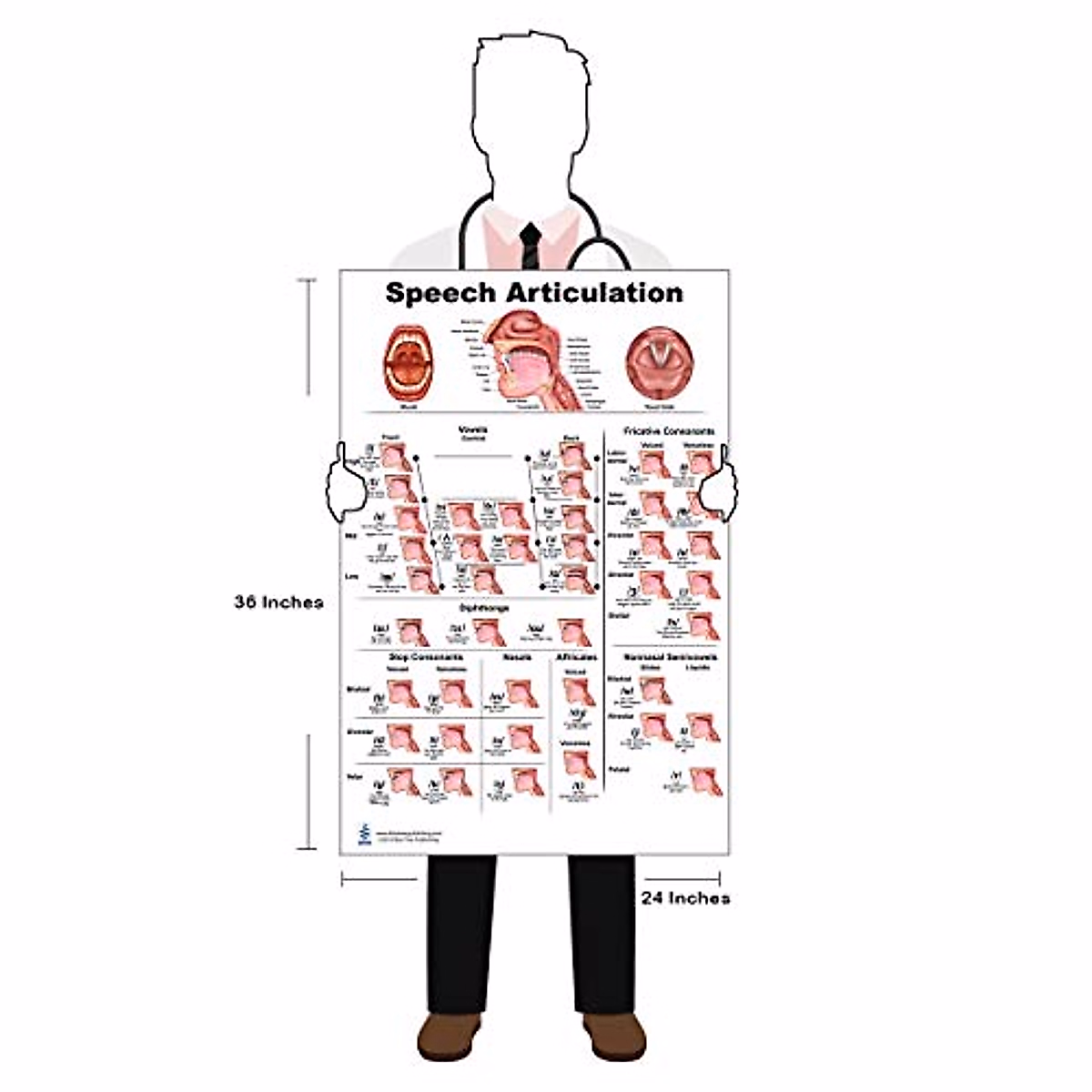 Anatomy Posters for SLP (Larynx, Swallowing, Speech Articulation 24x36)