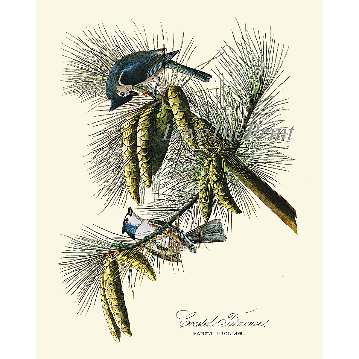Bird Print Wall Art Set of 4 Prints Beautiful James Audubon Titmouth Fork-tailed Flycatcher Blue Bird Bluebirds Indigo Bird on Pine Tree Blooming Magnolia Flower Home Room Decor Unframed