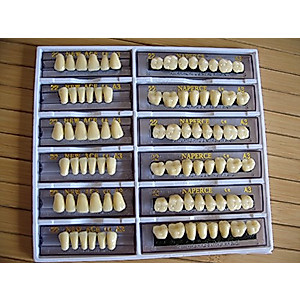 24 Plate 28X1 A1 Denture Shanghai ACRYLIC RESIN Teeth Dental Size 22