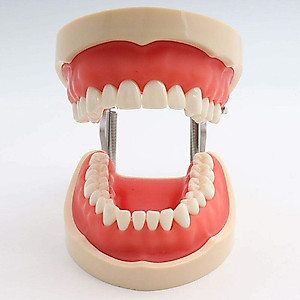 Dental Teaching Study Typodont Model 200 Style Kilgore Nissin Removable Teeth