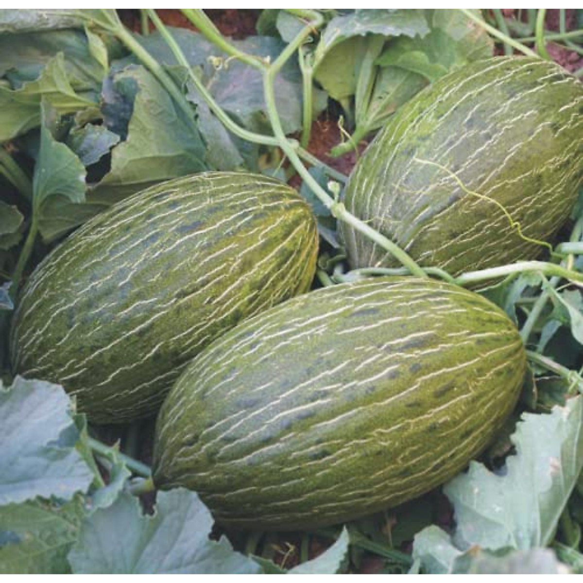 CHUXAY GARDEN Piel de Sapo Melon Seed,Christmas,Santa Claus Melon 15 Seeds Juicy Sweet Fruit Edible Melon Healthy Gardening Gifts