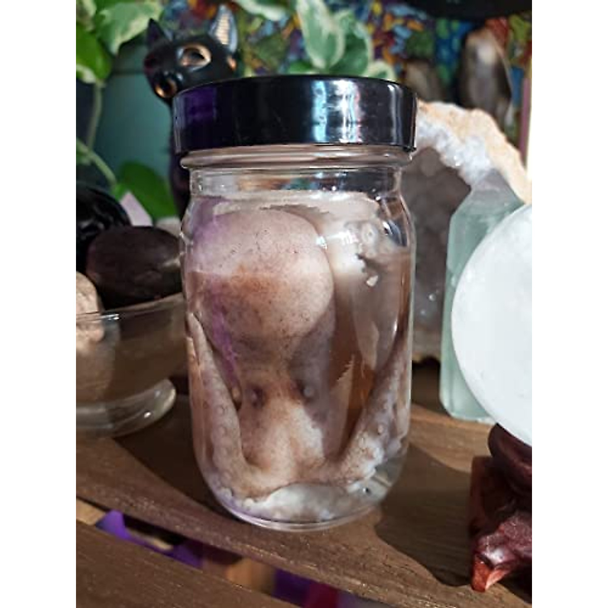 Real Preserved Octopus Wet Specimen Taxidermy Oddities Curiosities