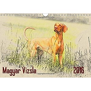 Magyar Vizsla 2016 / UK-Version: Hungarian Pointers (Magyar Vizsla) in Artful Watercolor Style. Each Monthly Motive is a Work of Art. (Calvendo Animals) by Andrea Redecker (2015-02-21)