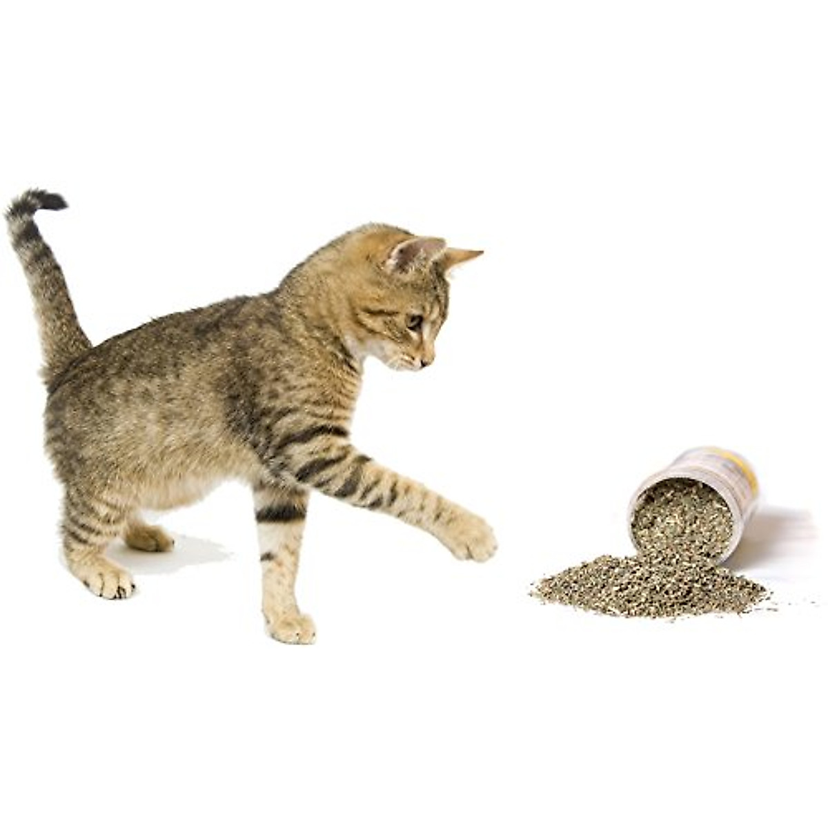 Organic Catnip by Cat Kush, Safe Premium Blend Perfect for Cats, Instilled with Maximized Potency your Kitty is Guaranteed to Go Crazy for! (1 Cup)