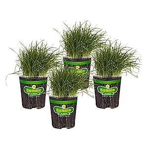 Bonnie Plants Pet Grass Live Edible Plant - 4 Pack, Pet Friendly, Great For Dogs & Cats, Perfect For Indoors