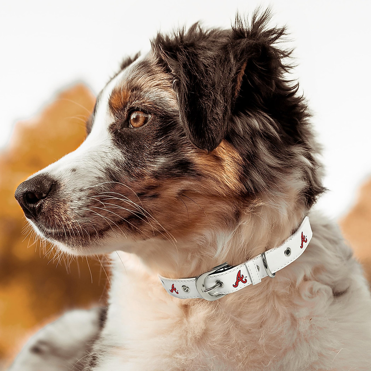 MLB Dog Collar Atlanta Braves New Signature PRO PVC-Leather Premium Pet Collars Extra Tough & Durable! Super Stylish! Size: Medium Adjustable 16-20" Length x 1" Width