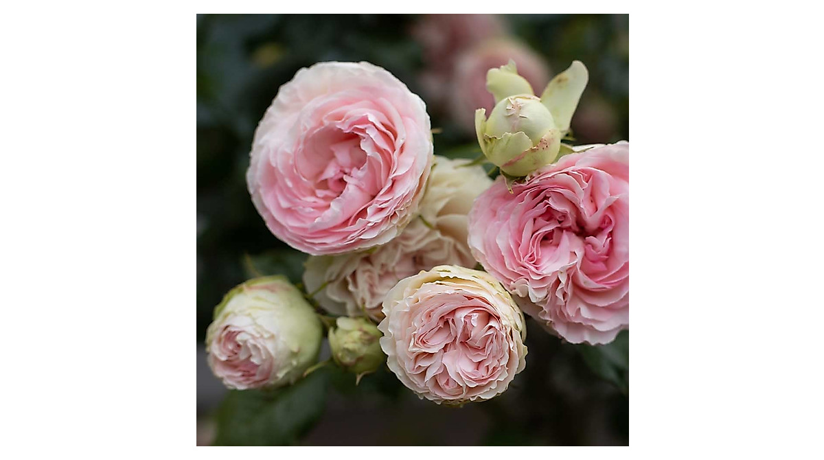 Heirloom Roses Eden Climber® - Vibrant Pink Climbing Rose