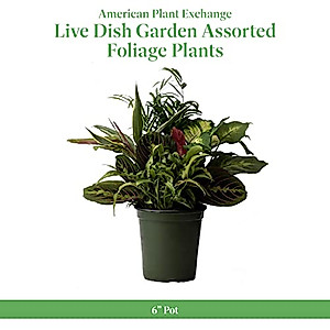 American Plant Exchange Live Dish Garden Assorted Foliage Plants, Plant Pot for Home and Garden Decor, 6" Pot
