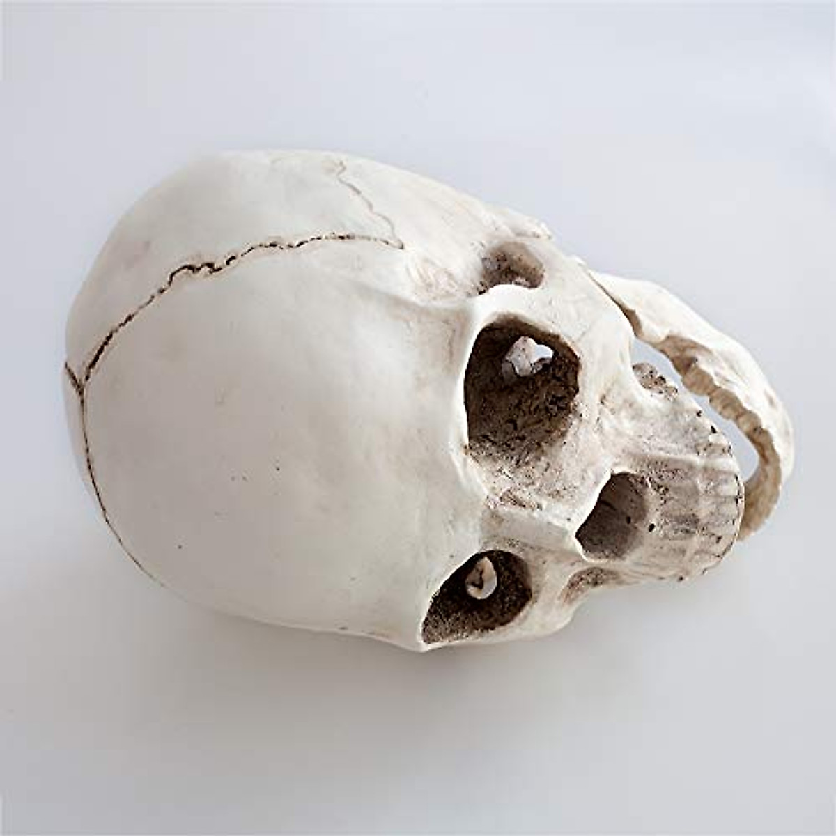 KABAKE Resin Medical Life Size Replica Realistic Human Skull Head Bone Model, Anatomy White Resin Skull High Precision Teaching Tool Halloween Decor