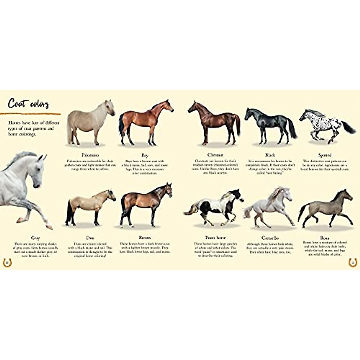 The Book of Horses: The ultimate guide to horses around the world