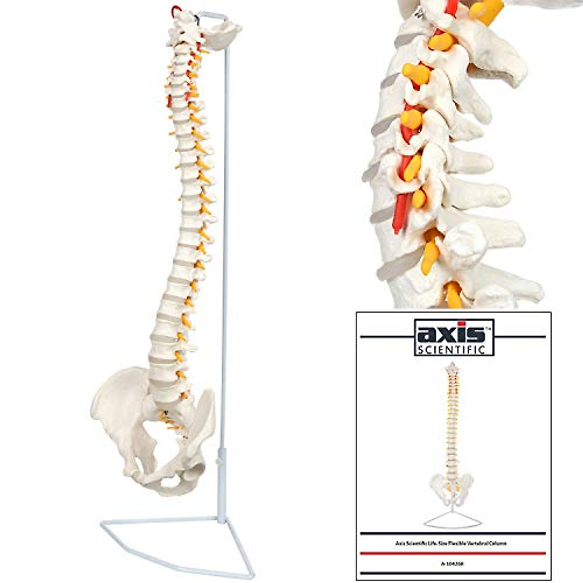 Axis Scientific, 34 Life Size Spine Model with Vertebrae,Nerves,Arteries, Lumbar Column,Male Pelvis - Human Anatomy Model for Education & Study - Includes Stand/Product Manual - Plastic Spine Model