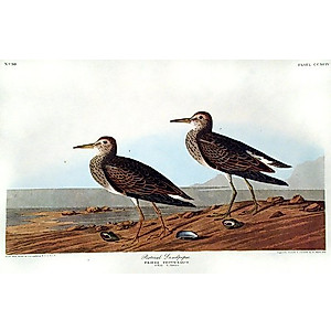 Pectoral Sandpiper. From"The Birds of America" (Amsterdam Edition)