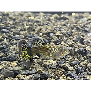 Live Guppies - Guppy Pair (2) Pack Assorted Color Live Aquarium Guppy Fish - 1 Male, 1 Female
