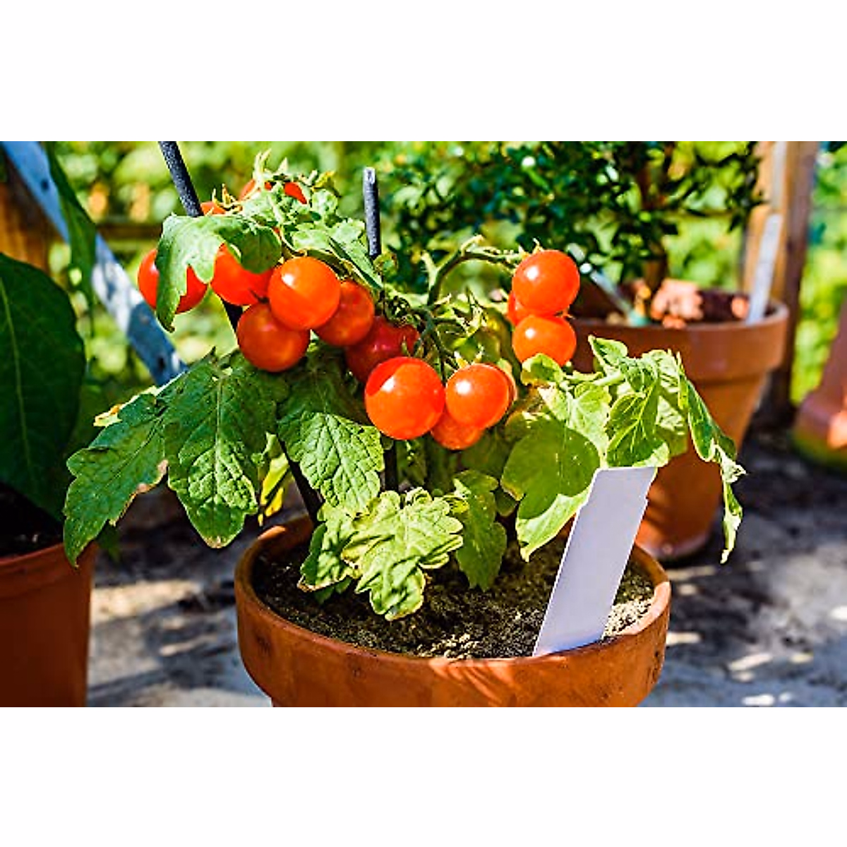 Dwarf Bush Tomatoes Seeds for Planting 25+ Seeds Indoor Vegetable Garden