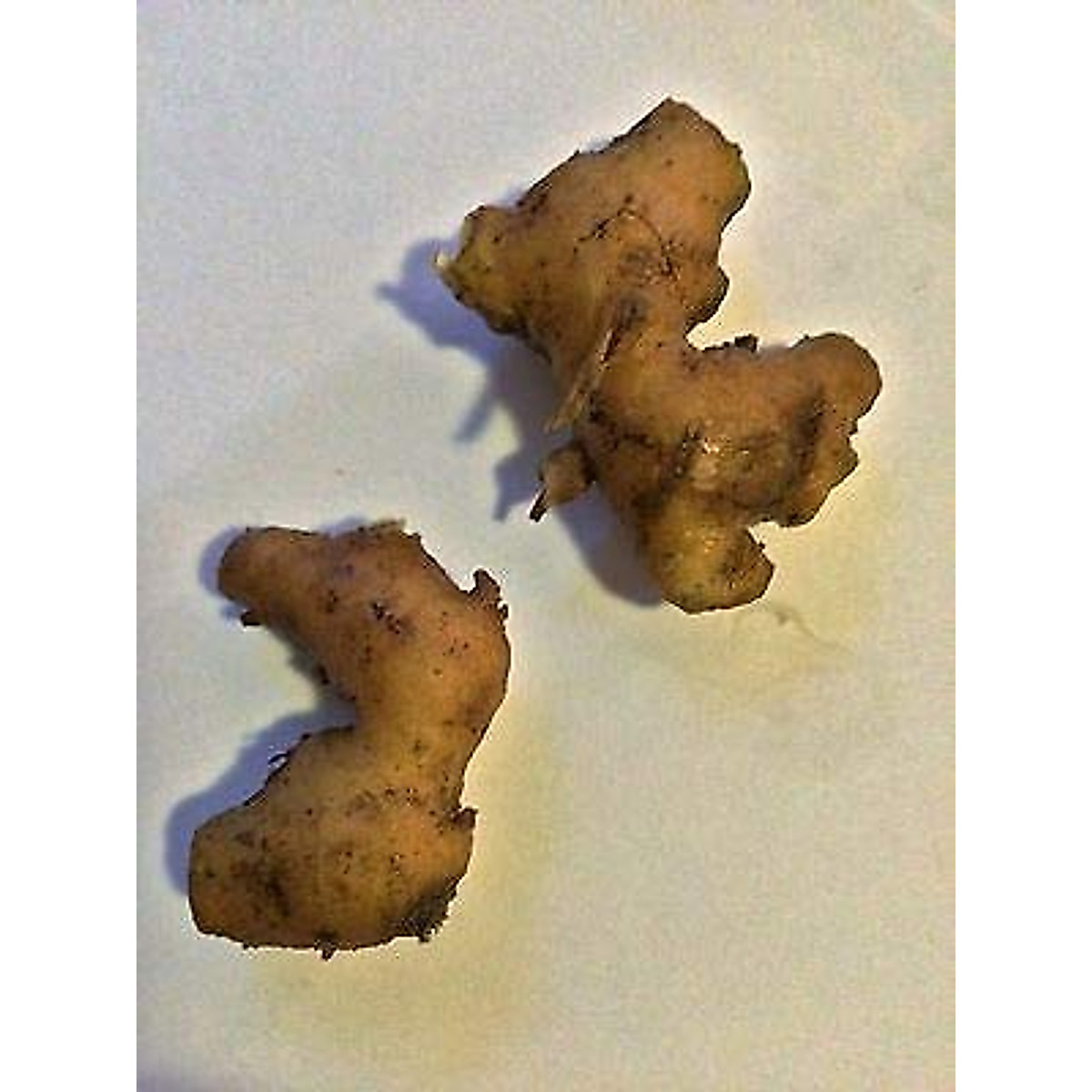 Shampoo Ginger Awapuhi Pinecone Ginger Zingiber zerumbet 3 Healthy Rhizomes NHKM78