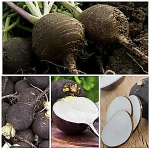 Seed Needs, Black Spanish Radish Seeds - 500 Heirloom Seeds for Planting Raphanus sativus - Non-GMO & Untreated (2 Packs)