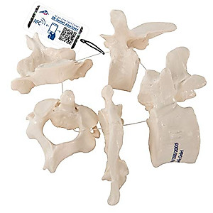 3B Scientific A75/1 5 Vertebrae - 3B Smart Anatomy