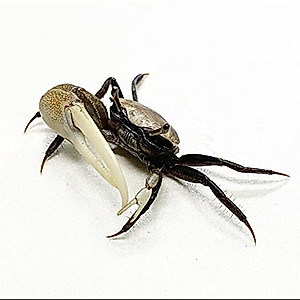 Generic Fiddler Crab (Uca Sp.) x3 - Live Freshwater Crab