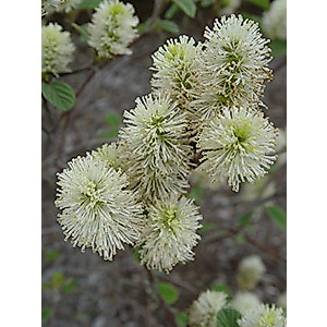 Fothergilla major 'Mt. Airy' (Fothergilla) Shrub, white flowers, #2 - Size Container