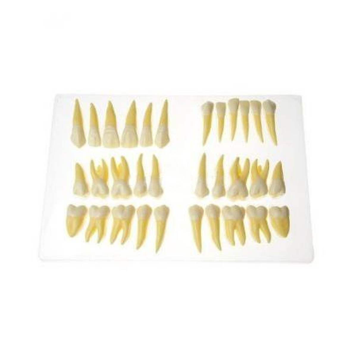 Doc.Royal 32 pcs Superior 2.5 Times Permanent Teeth Model Demonstration Teach Model