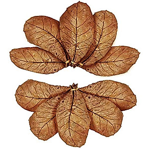 SunGrow 10 Pack Axolotl Indian Almond Leaves for Aquarium, 5-Inches, Catappa Leaf Soothes Pet’s Slime Skin, Aquarium Water Conditioner Leaves Improves Tank Water Quality, Speeds Up Recovery Process