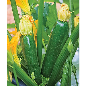 Burpee Best Zucchini Summer Squash Seeds 20 seeds