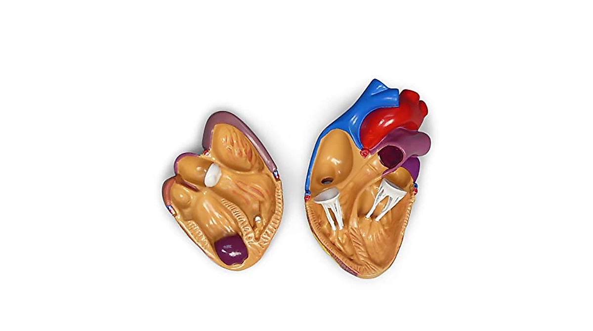 GPI Anatomicals Hypertension Model Set | Patient Education Tool