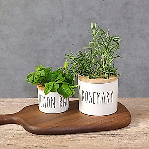 MaisoNovo Regrow Indoor Herb Garden Starter Kit for Kitchen Counter & Windowsill | Herb Garden Kit Indoor for Growing Fresh Herbs from Scraps in Water | Set of 4 Pods