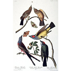 Arkansaw Flycatcher, Swallow-tailed Flycatcher, Says Flycatcher. From"The Birds of America" (Amsterdam Edition)