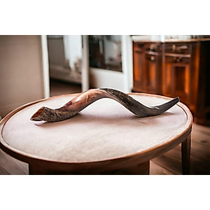 40"- 42" Extra Large Yemenite Kudu Horn Half Polished Finish and Half Natural Shofar, with Free Anti Odor Spray and Bag, Made in Israel