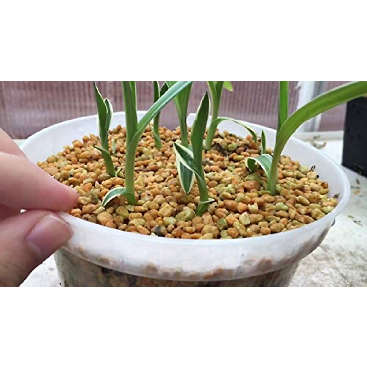 1358-White Dove/Egret Flower (Pecteilis,Habenaria radiata) Seeds by Robsrareandgiantseeds UPC0764425788737 Non-GMO,Organic,USA Grower,Historic plants,Showy,Bonsai,Exotic,Orchid,1358 Package of 5 Seeds