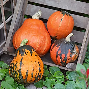 CHUXAY GARDEN Lakota Squash Seed 40 Seeds Delicious Winter Squash Beautiful Vegetable Popular for Baking Easy Grow