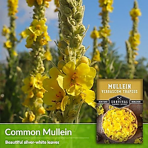 Mullein Seed for Planting - 1 Packet with Instructions to Plant and Grow Medicinal Herb Common Mullein in Your Home Vegetable Garden - Non-GMO Heirloom Variety - Survival Garden Seeds
