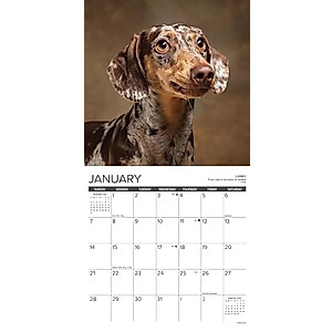 Willow Creek Press Dachshund Rules Monthly 2024 Wall Calendar (12" x 12")