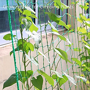 Plant Trellis Netting for Climbing Plants Outdoor Heavy Duty Plastic Garden Trellis Netting 27 Strands Plant Climbing Net Strong Support for Clematis, Cucumber,Tomatoes and Vine Plants （5.9x5.9FT）