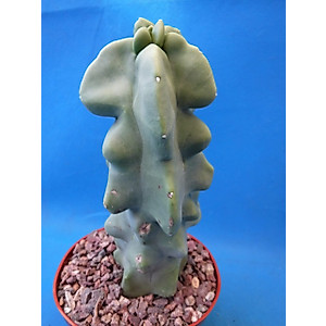 Tucson Tools Redeo 6" to 12" Tall Totem Pole Cactus (Shipped Bare Root-NO Pot!) Spineless! Very Unusual!
