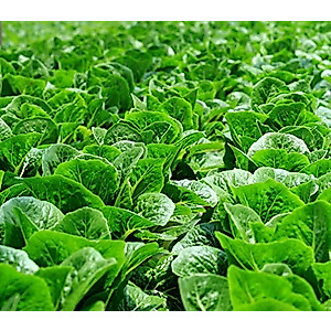 Parris Island Cos Romaine Lettuce Heirloom Garden Seeds - B144 (700 Seeds, or 1 Gram)