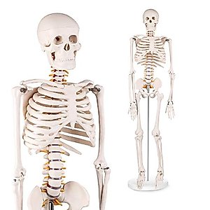 MIIRR Human Skeleton Model, 33.4" Skeleton with Removable Skull Cap, Movable Arms and Legs, Perfect for Teaching and Learning