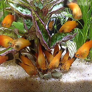 Aquatic Foods Sinking Wafers of Algae, Spirulina & Vegetables, Bottom Fish, Catfish, Shrimp, Snails, Crayfish, All Herbivorous and Omnivorous Tropical Fish - Zeigler Style AFI 1/4-lb