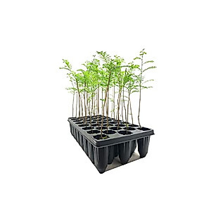 Bald Cypress | 10 Live Trees | Taxodium Distichum | Fast Growing Shade Tree Wet Tolerant