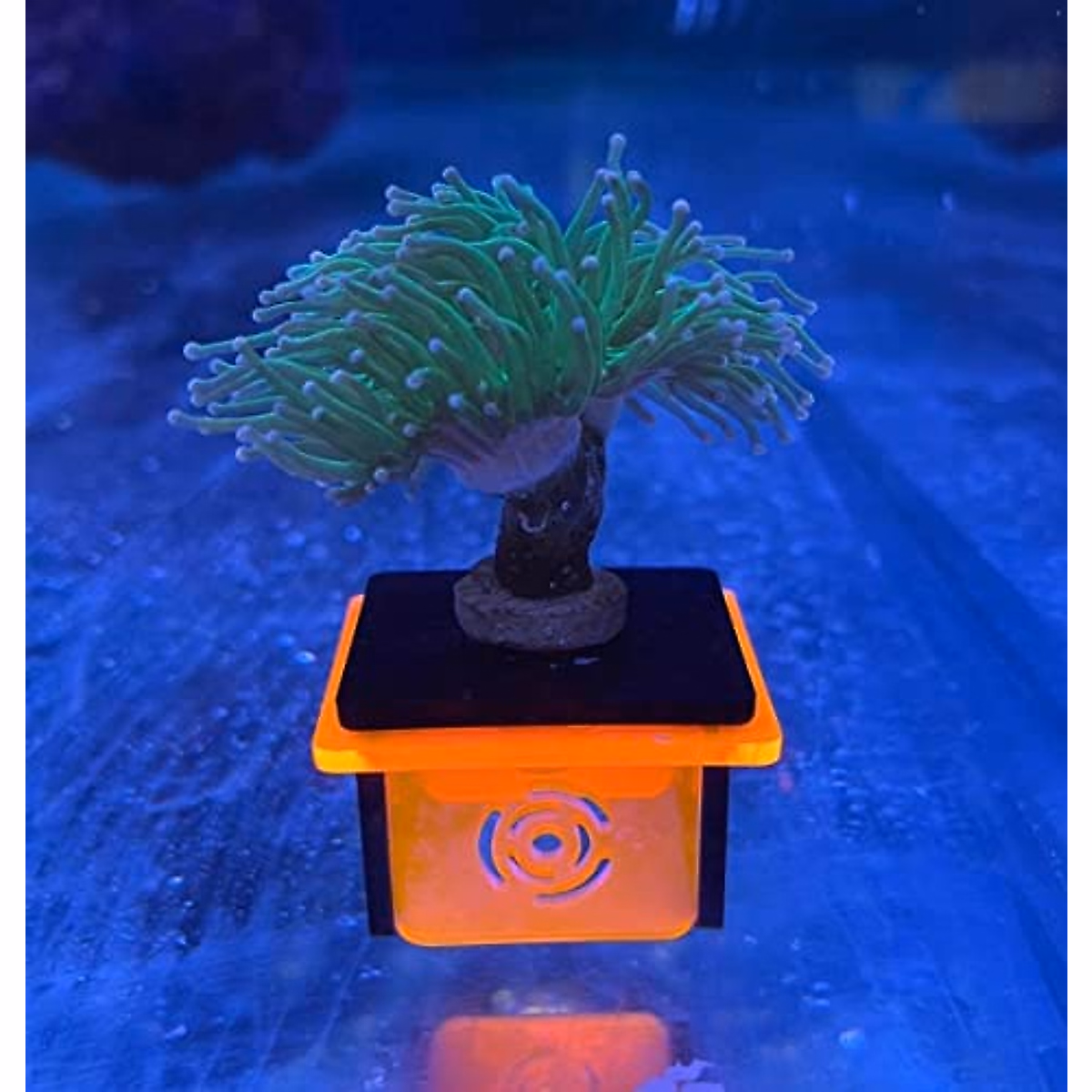 PNW Custom Pink Frag Pop Stand w/Frag Lock | Acrylic 1 Hole Frag Rack Plugs Reef Fragging Coral Holder for Aquarium (Single), Black