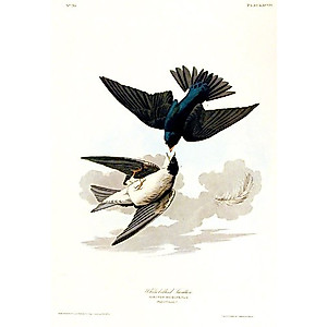 White-bellied Swallow. From"The Birds of America" (Amsterdam Edition)