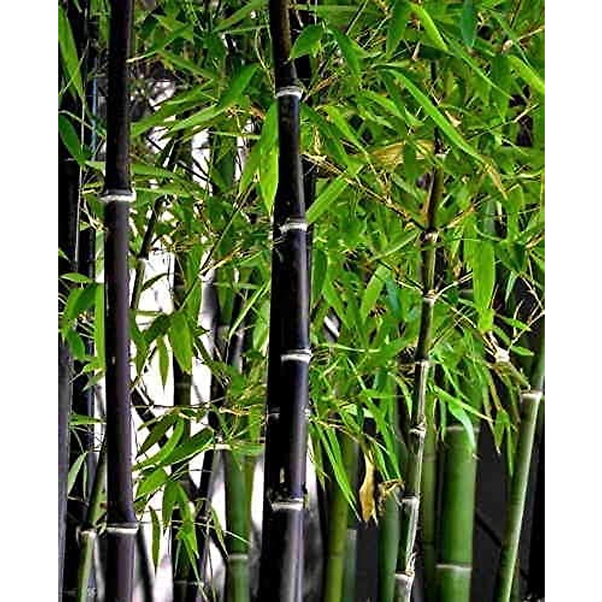 50+ Rare Black Bamboo Seeds for Planting | Exotic and Fast Growing | Ships from Iowa, USA