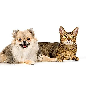 cat digestive enzymes and probiotics - PET PROBIOTIC - DOGS AND CATS - DIGESTIVE BOOST - GET RID OF BAD BREATH AND STOP DIARRHEA - sensitive stomach cat treats - 2 Bottles (120 Treats)