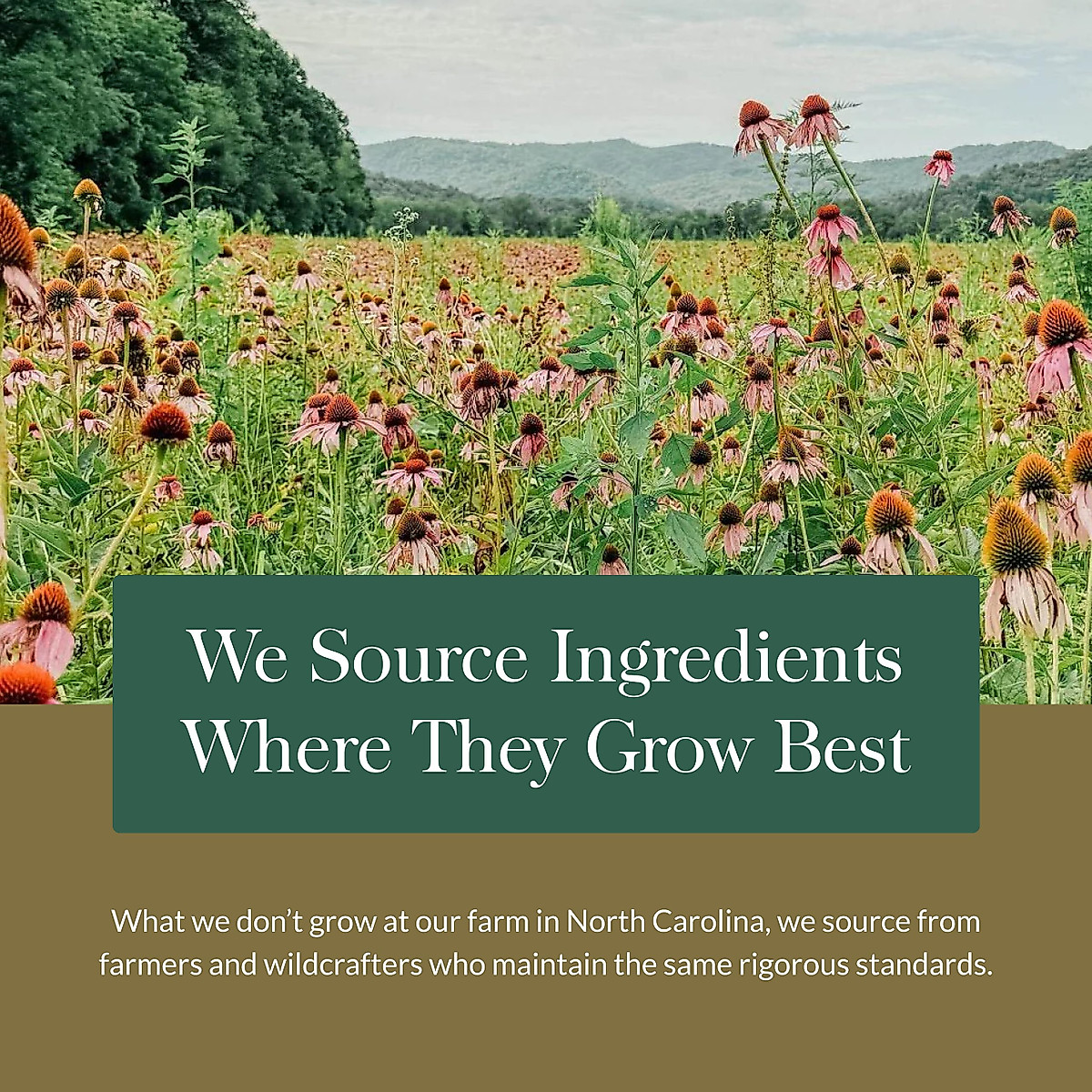 Gaia Herbs Agile Mind - Brain & Cognitive Support Herbal Supplements - with Organic Turmeric Root, Bacopa, Black Pepper, and Ginkgo Biloba - 60 Vegan Liquid Phyto-Capsules (30-Day Supply)