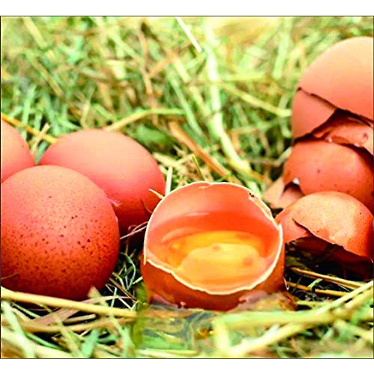 5LB Dried Mealworms 100% Non-GMO, Mealworms for Chickens, Blue Birds, Ducks, Small Pets