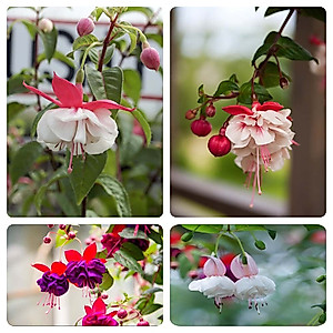 200PCS Fuchsia Seeds Fuchsia Flower Seeds for Planting Non GMO Heirloom Garden Seeds Outdoor Indoor (Mix Color)