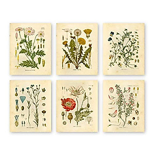 Botanical Prints Wildflower Prints Floral Wall Art - Set of 6 - 8x10 - Unframed
