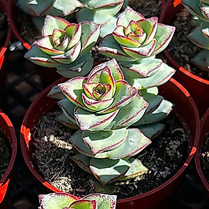 Crassula Perforata Subsp. Perforata Rooted Succulent Plant 2Inch Pot, Planting Ornaments Perennial Garden Simple to Grow Pots Gifts