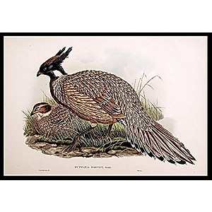 [Darwin's Pucras Pheasant] Pucrasia darwini.